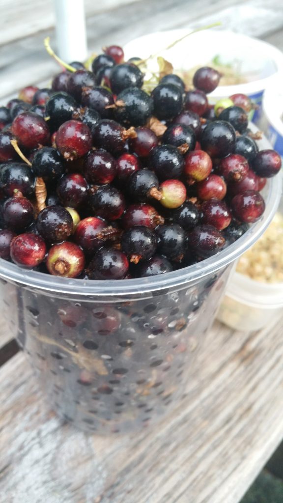 Berry Blitz – Alchemical Nursery